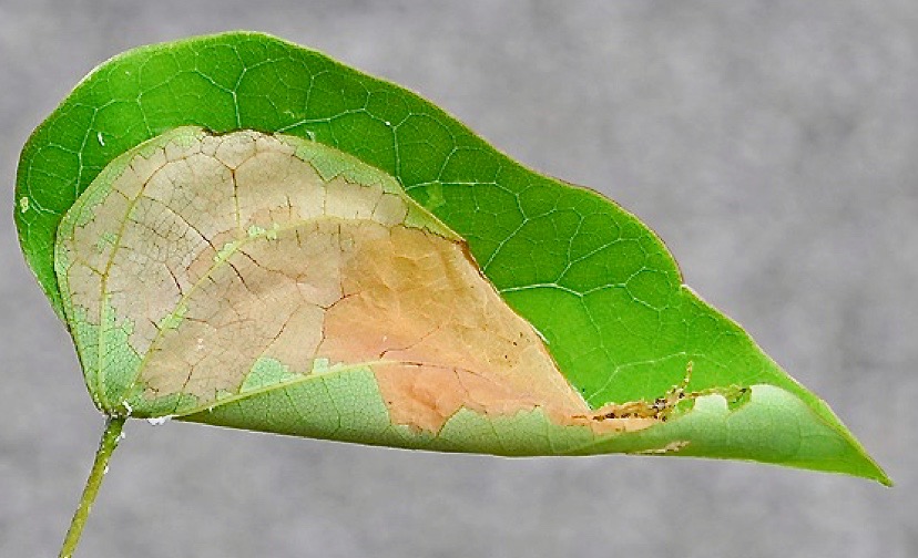 A most unusual cricket | News, Sports, Jobs - Marietta Times